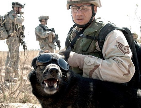 Dogs of the Special Forces | Sometimes Interesting