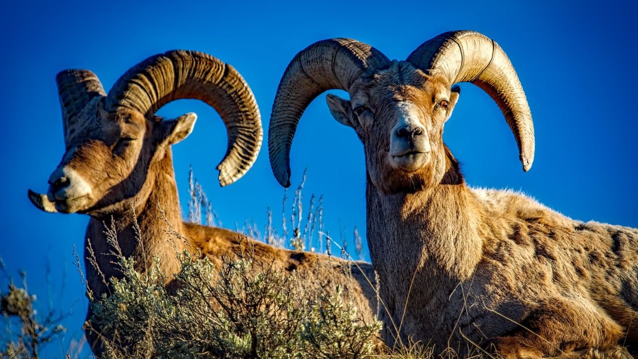 Why Do Rams Headbutt Sometimes Interesting